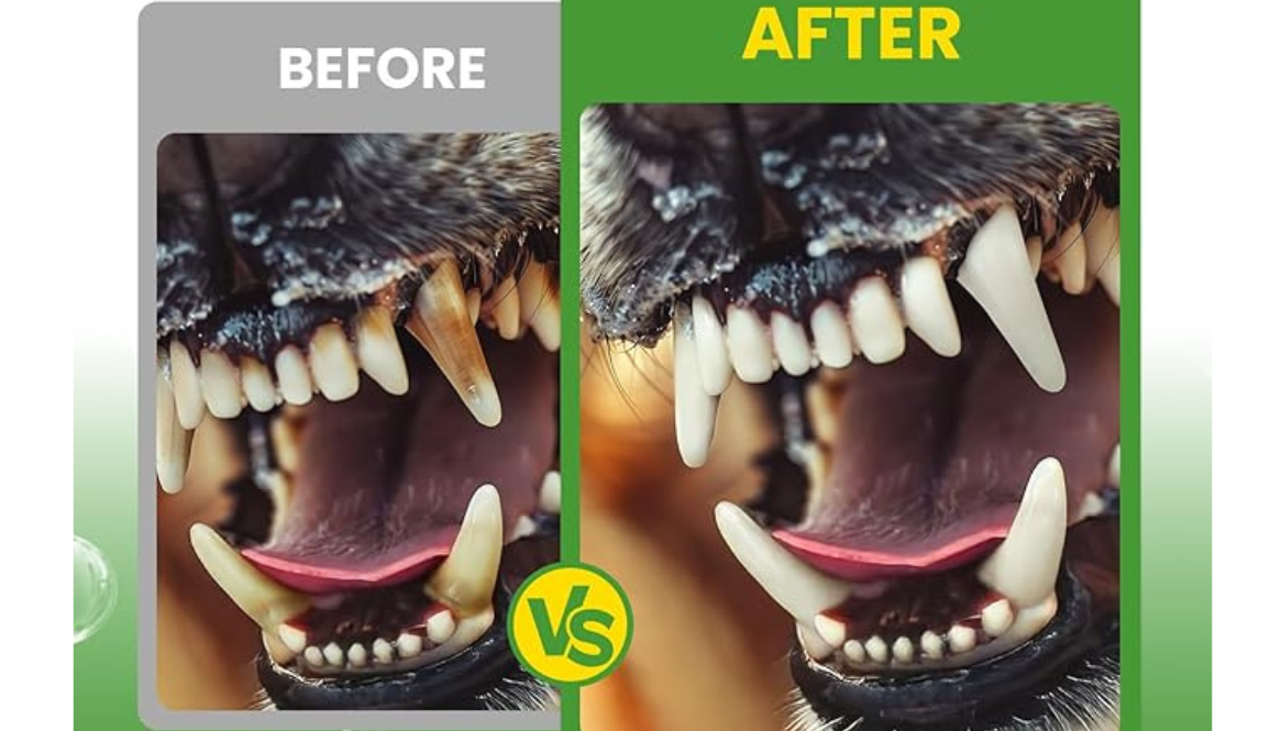 Dog Teeth Cleaning Powder Review: Does BuddyCheer Really Work ...